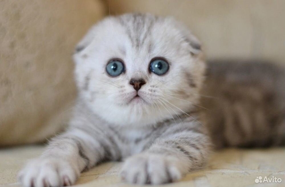 Серебряные ушки