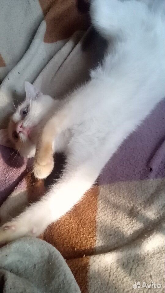 Котёнок"Каспер"