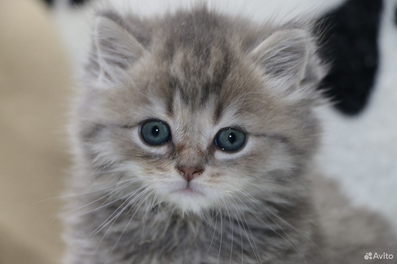 Шотландский котик скоттиш страйт