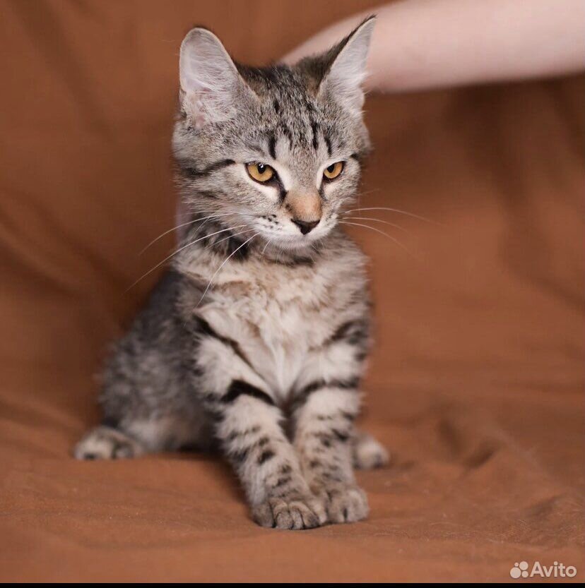 Котёнок