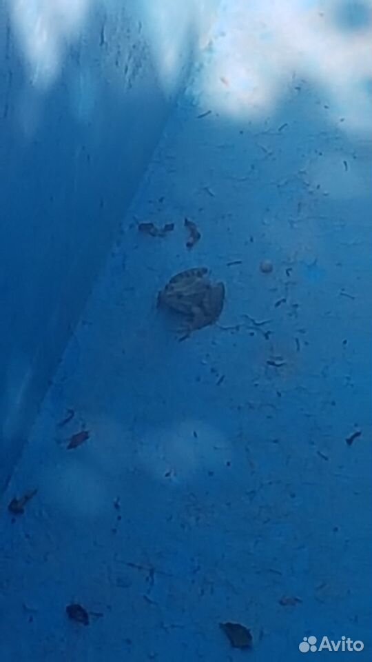 Лягушки бесплатно