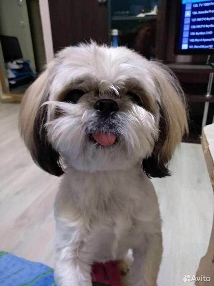 Отдам в любящие руки Ши-тцу