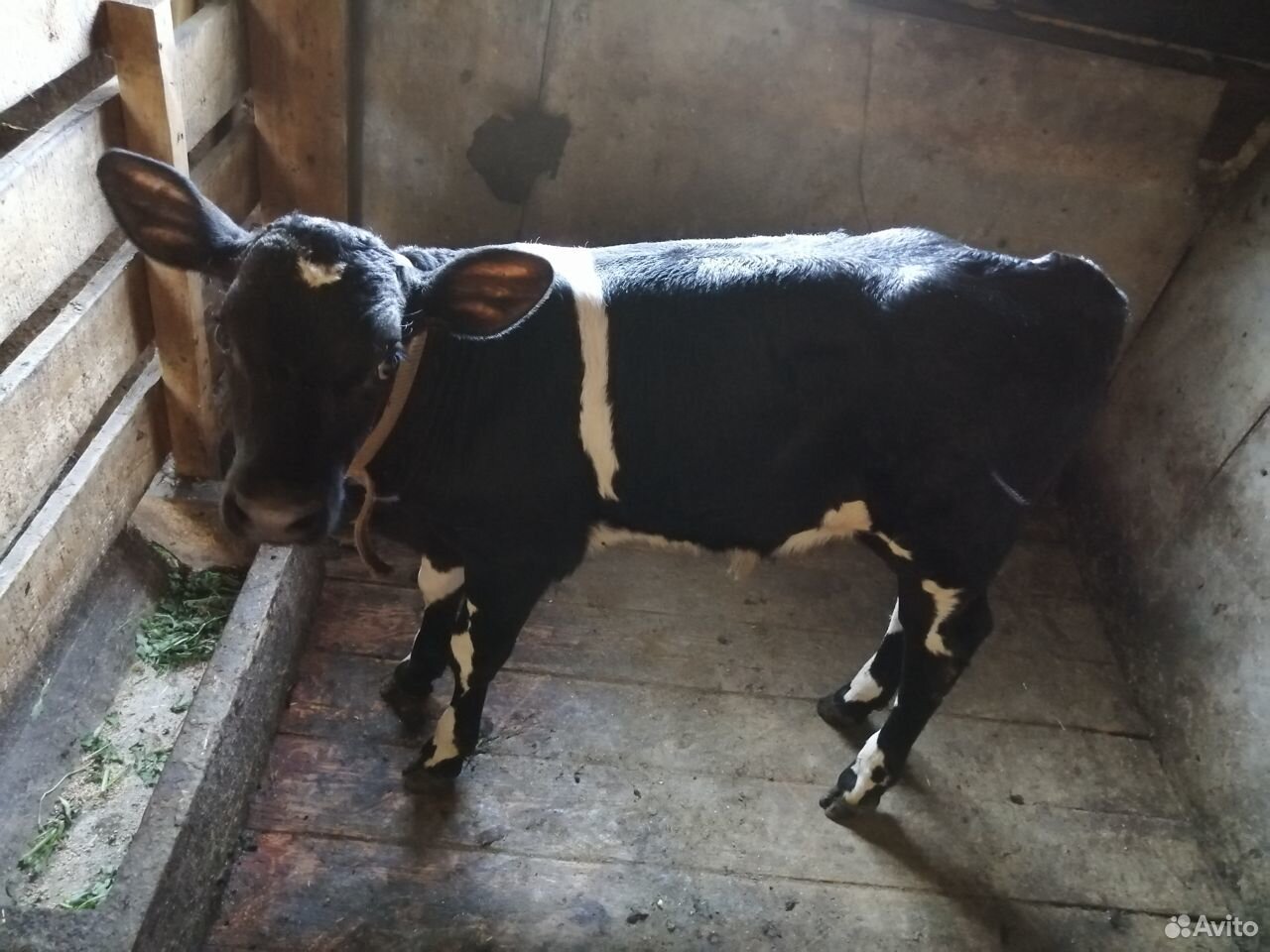 Теленок (бычок)