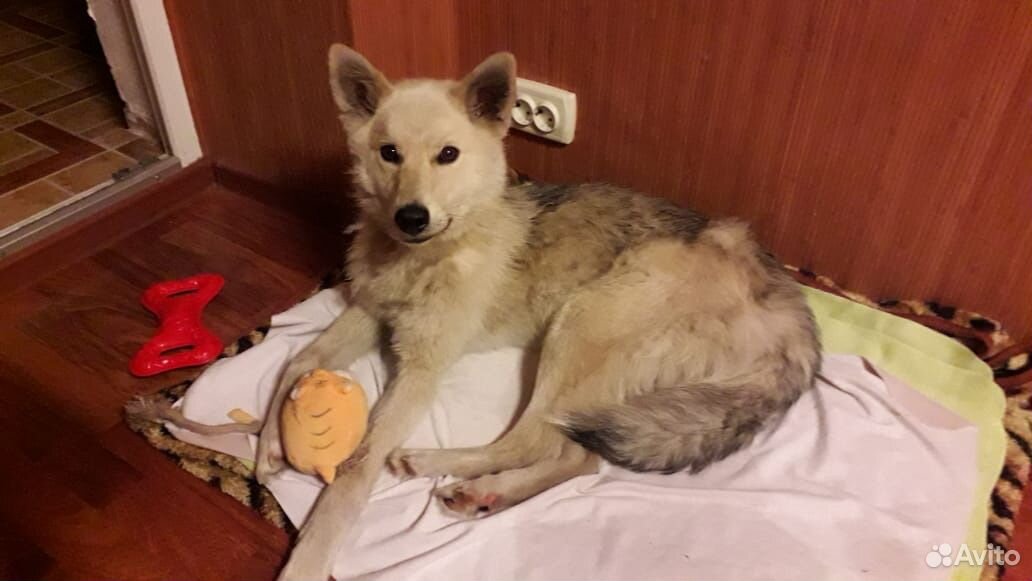 В добрые руки, метис хаски-подросток