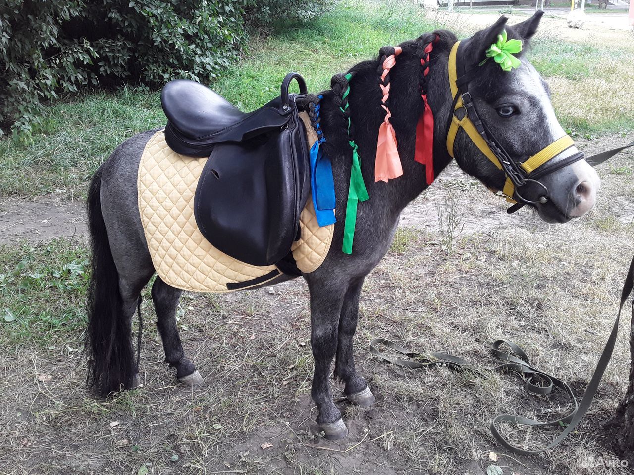 Катание на пони