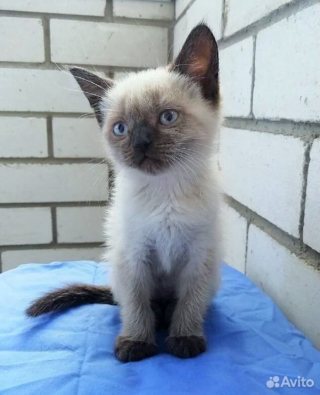 Голубоглазая малышка Синди ищет дом