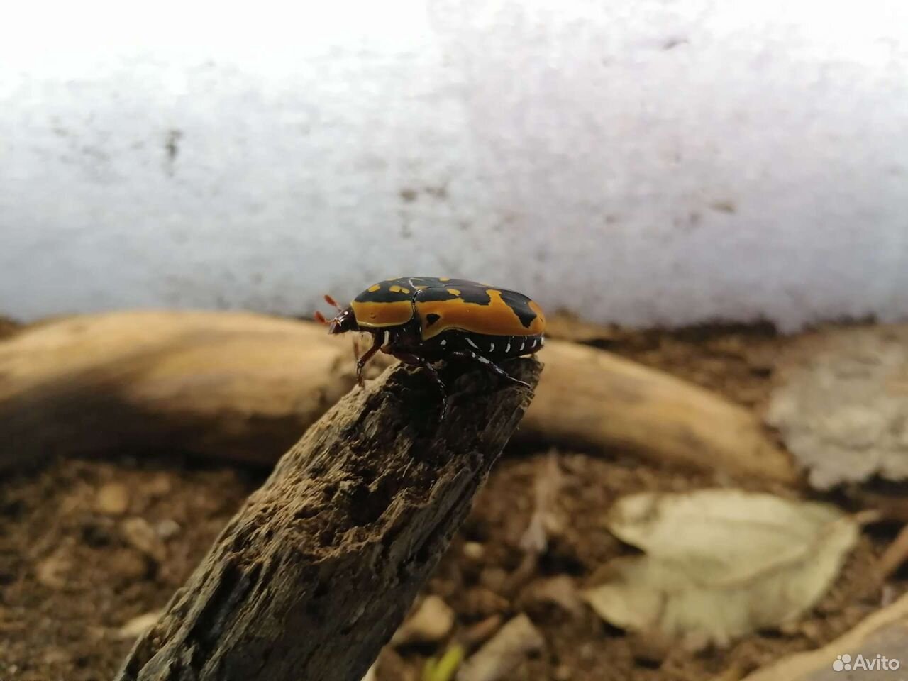 Pachnoda trimaculata