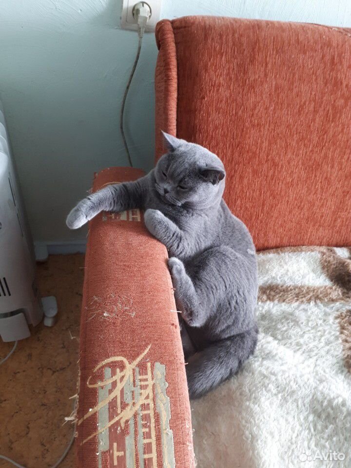 Вязка с британской кошкой