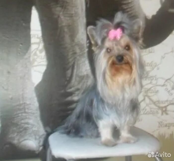 Щенки Йоркширский терьер