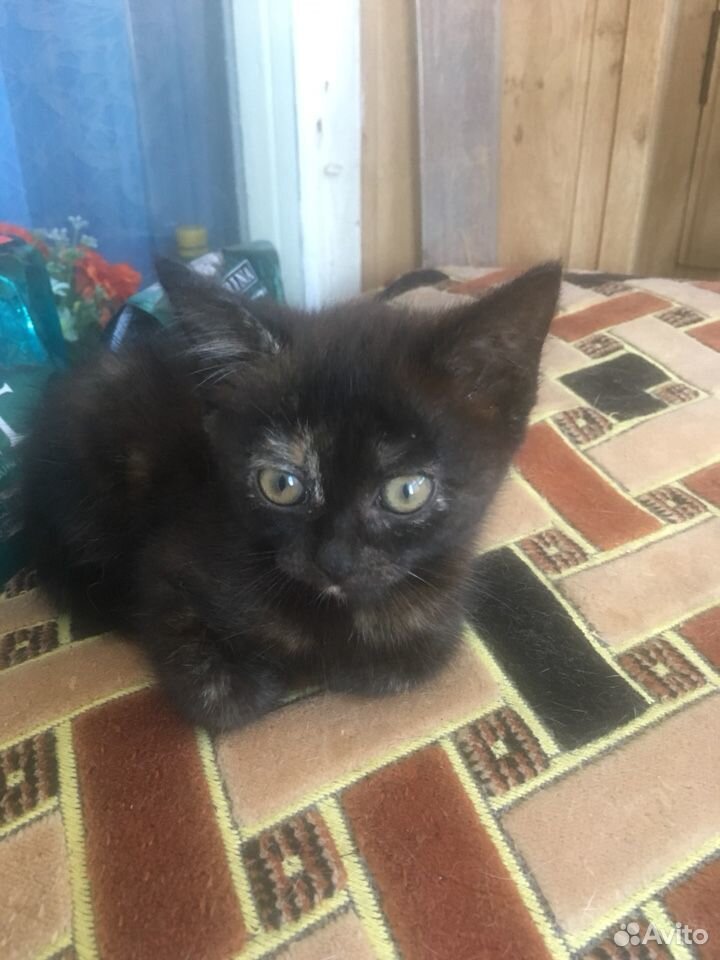 Кошка