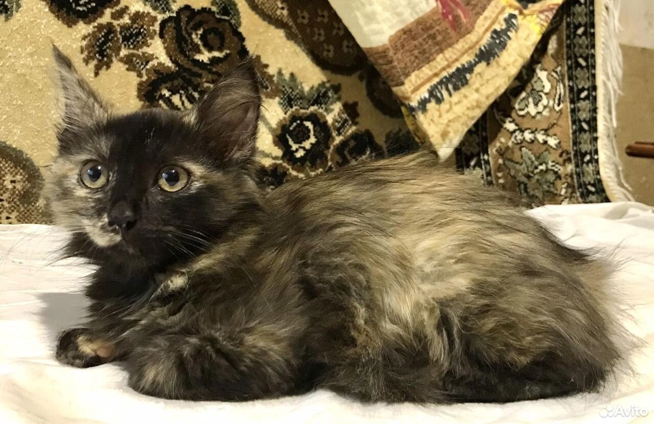 Кошечка Лисёна