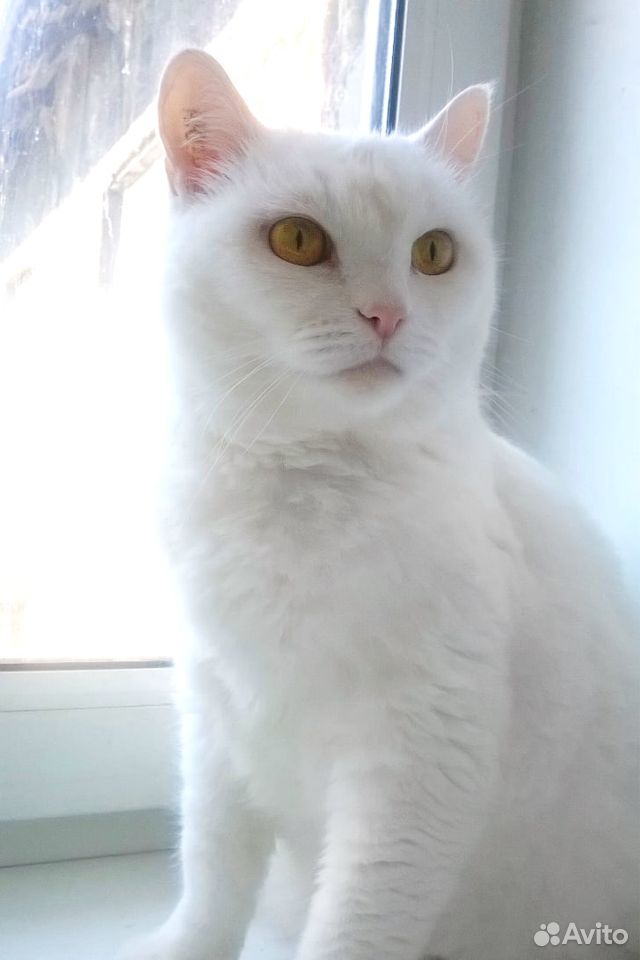 Кошка Пушка, белая королева