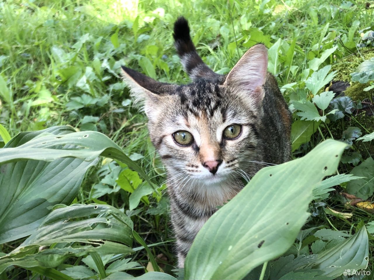 Котенок кошка в дар бесплатно в добрые руки