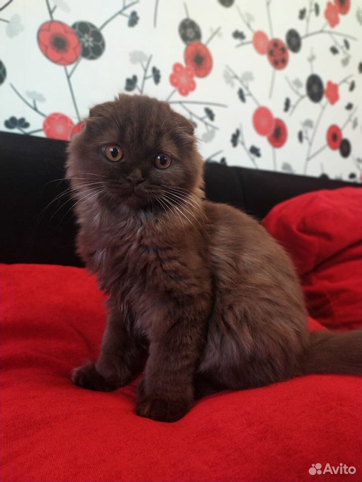 Шоколадный шотландский котик