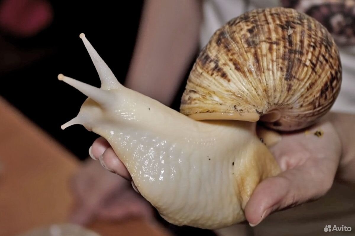 Ахатина Фулика / Мадагаскарская улитка