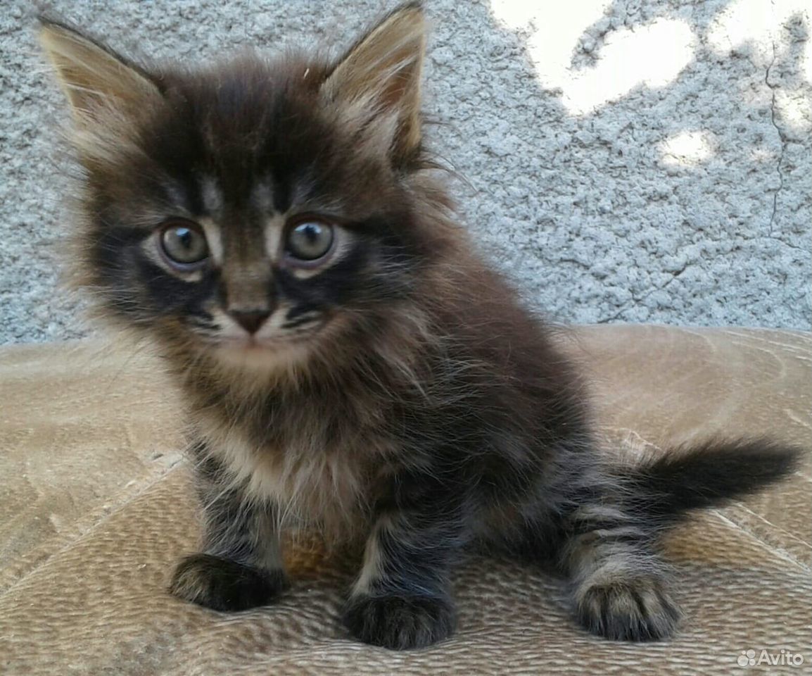 Котят от кошки крысоловки