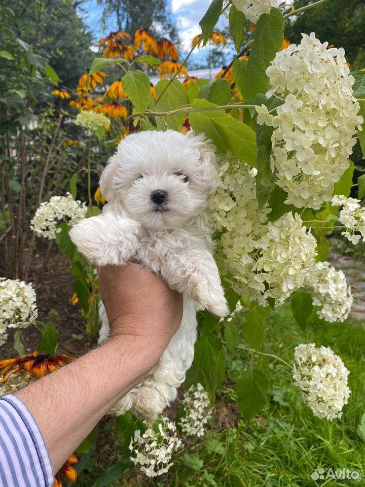 Щенки Мальтезе, мальтийской болонки, мини