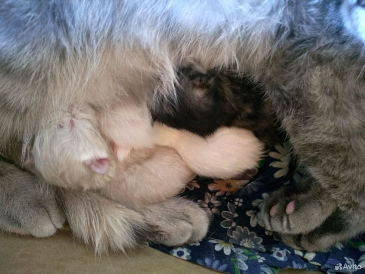 Отдаётся котёнок в добрые руки