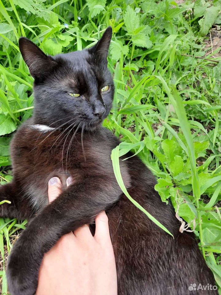 Кот