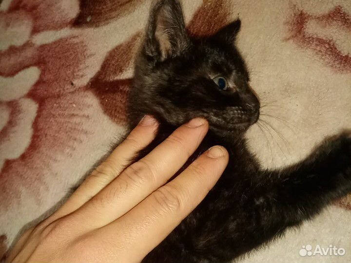 Отдам чёрного котёнка, с белыми пятнами. В хорошие