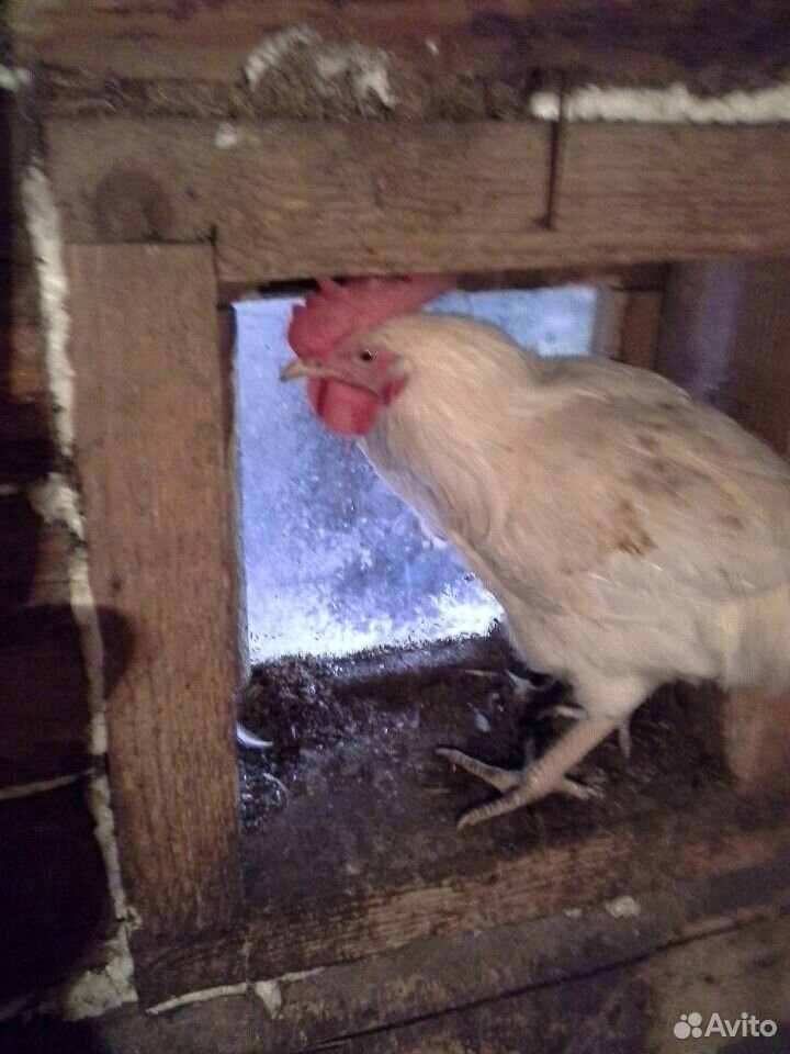Продажа петуха