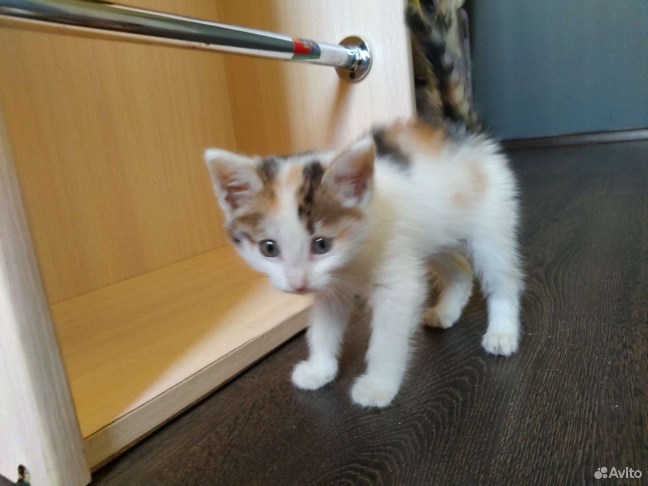 Котенок, девочка, 7 недель