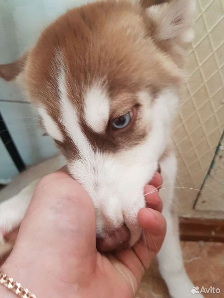 Собака хаски сучка 3 мес