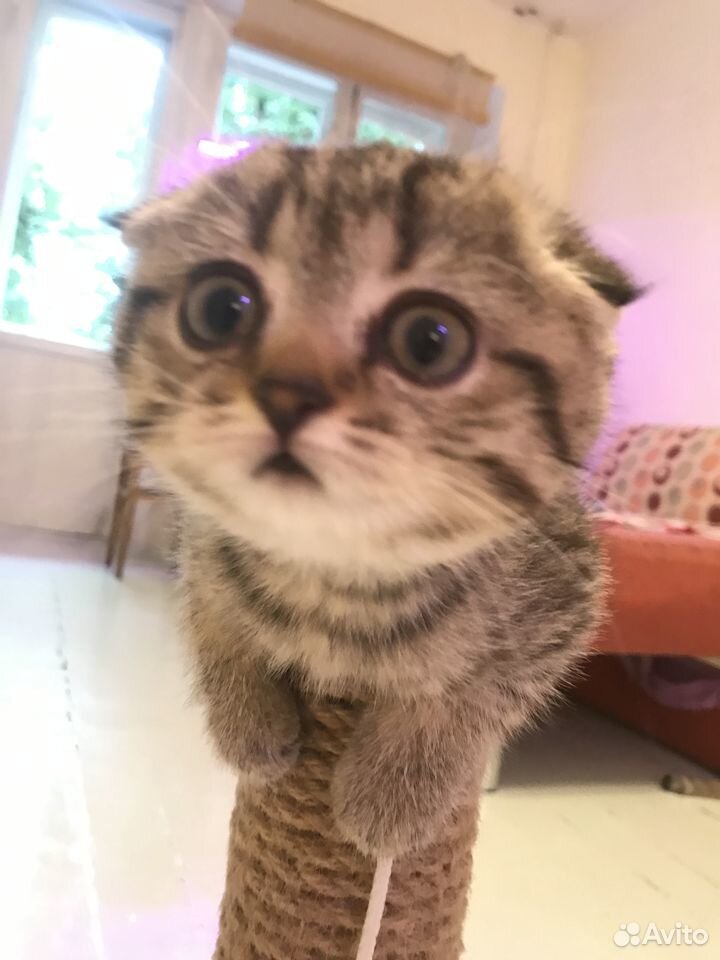 Скоттиш Фолд