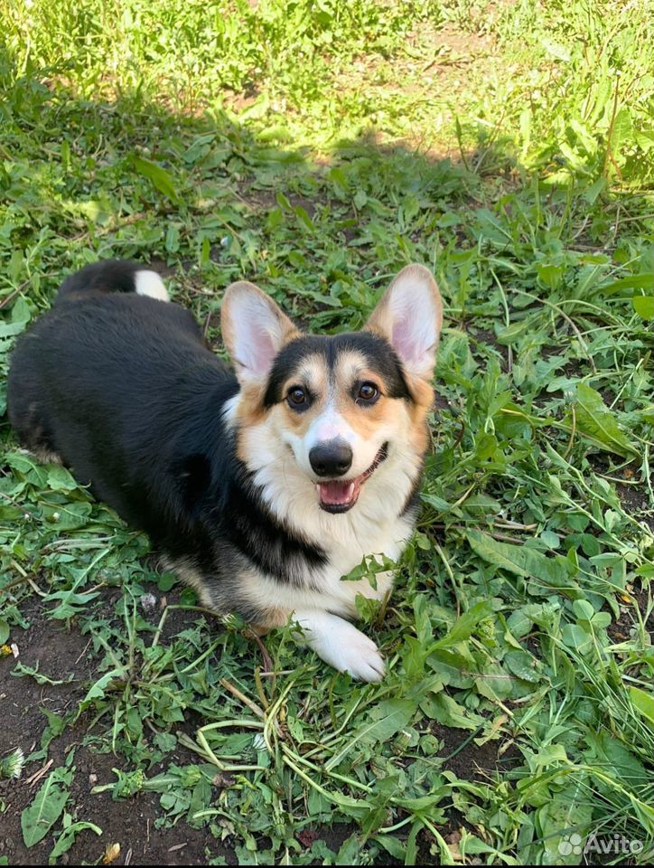 Вельштерьер Корги кардиган