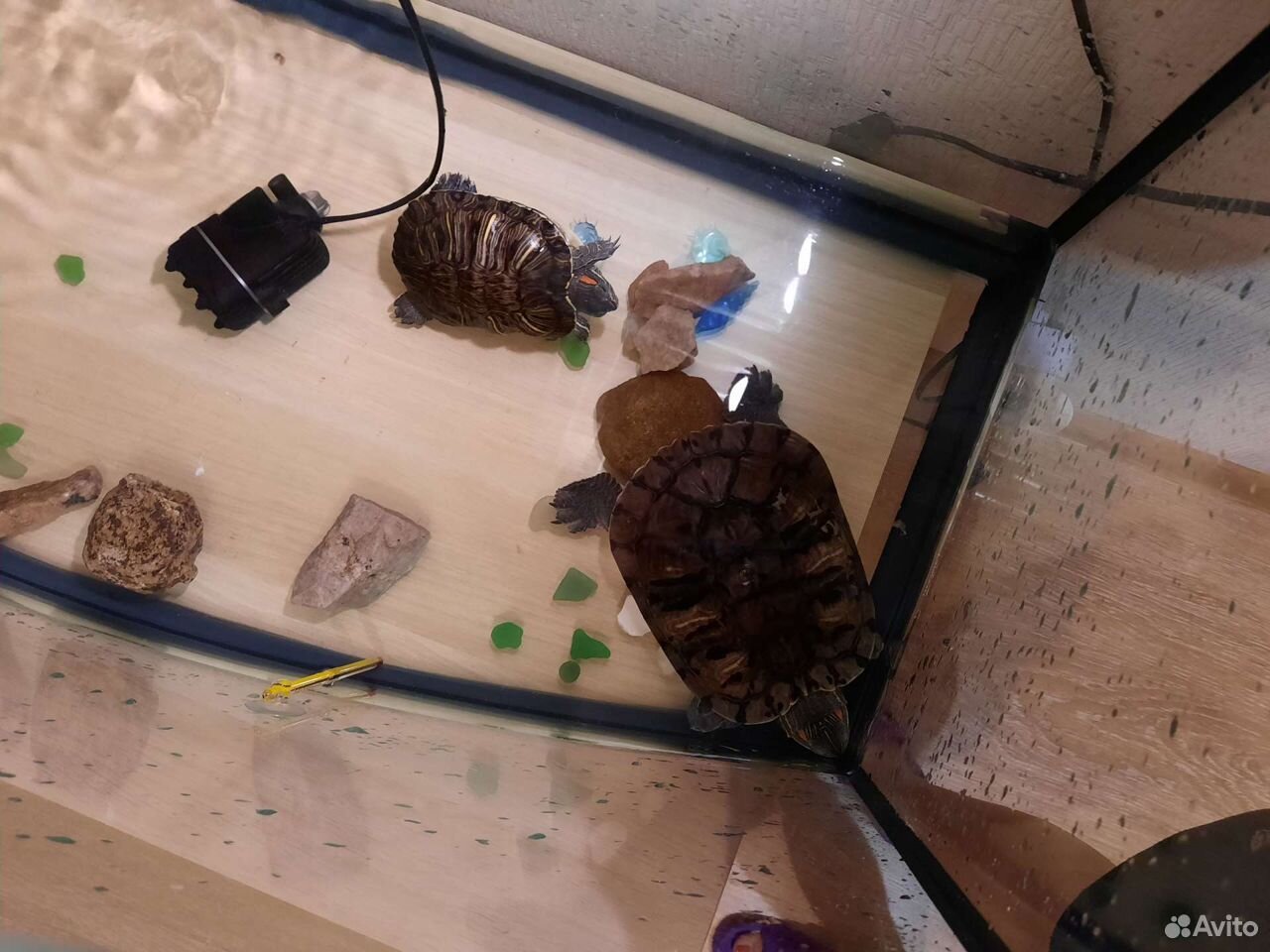 Отдам даром 2 красноухой черепахи вместе аквариумо