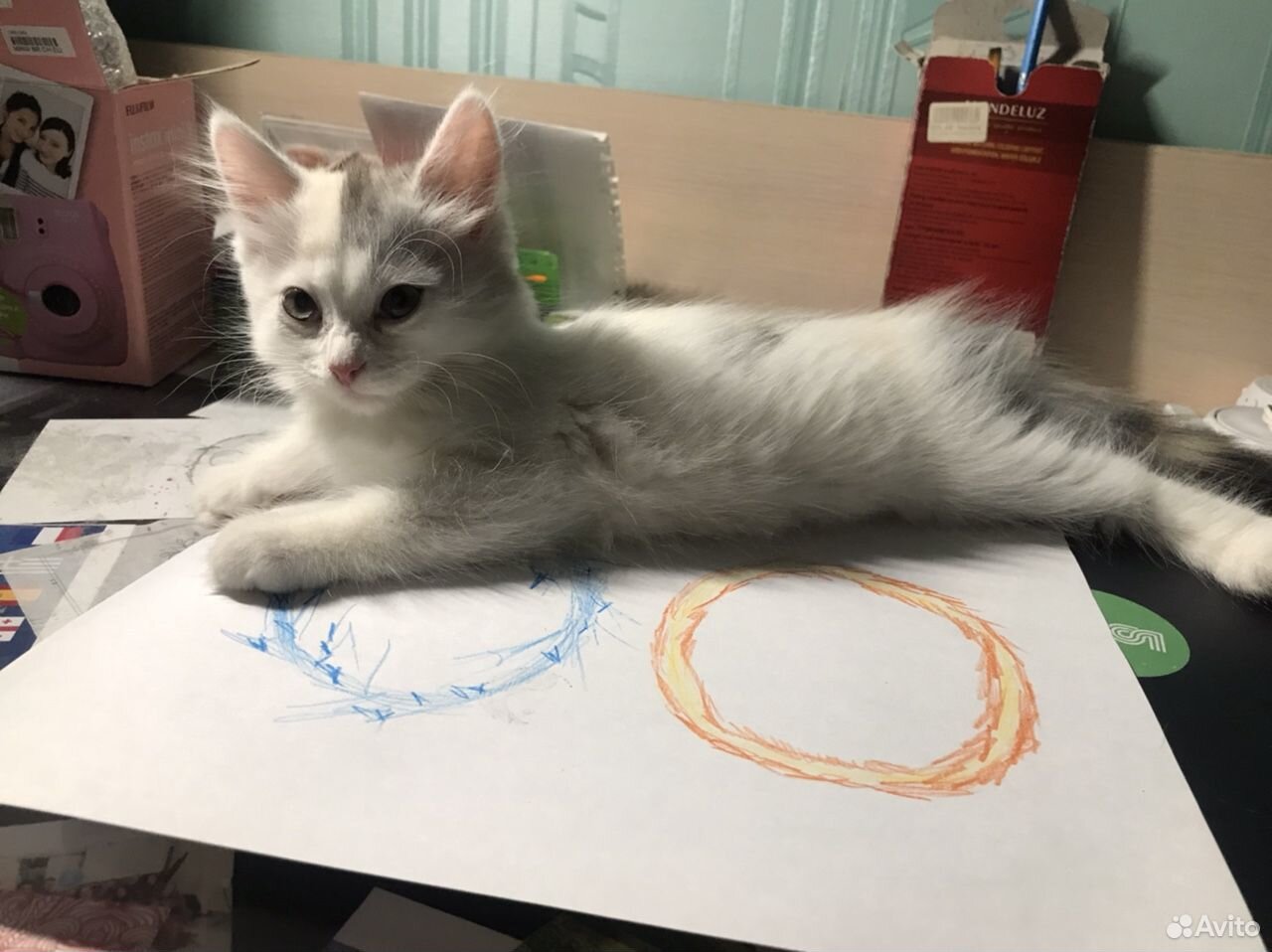 Котёнок ищет новых хозяев