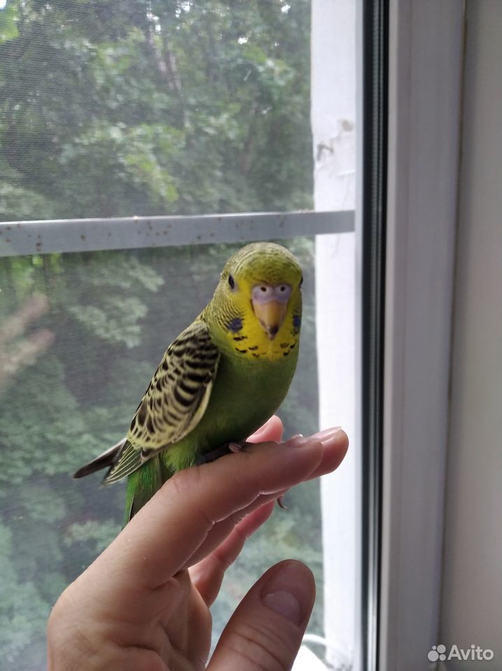 Ручной птенец волностого попугая