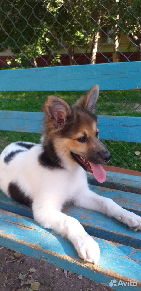 Щенок в добрые руки