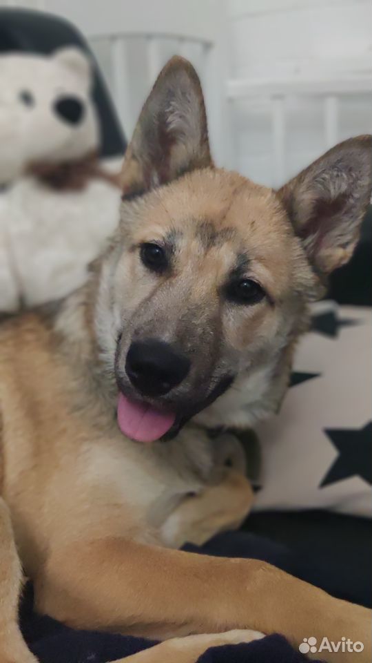 Малышка Лиза, щенок