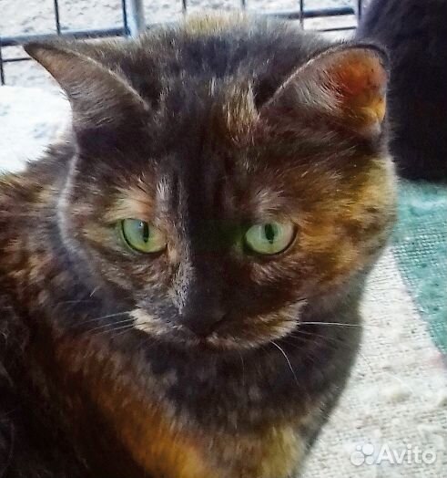 Кошечка вхорошие руки