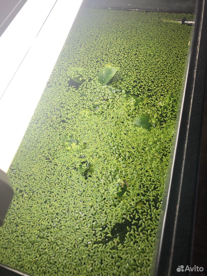 Живая ряска для аквариума