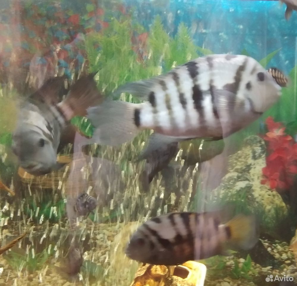 Чернополосая цихлазома