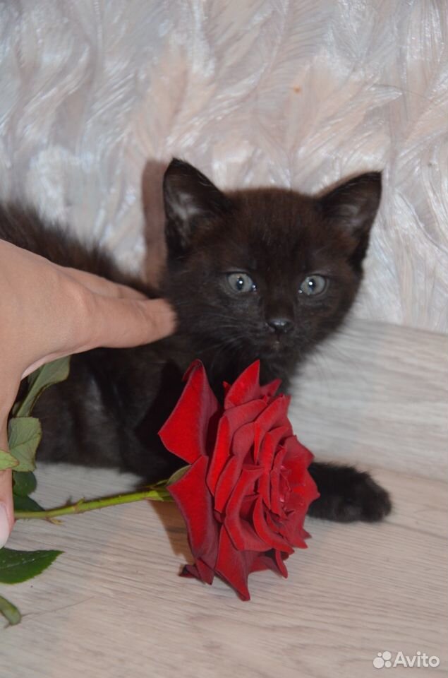 Шоколадный котей