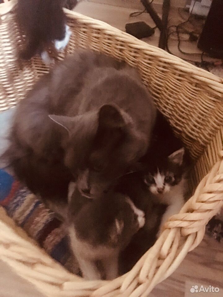 Котята