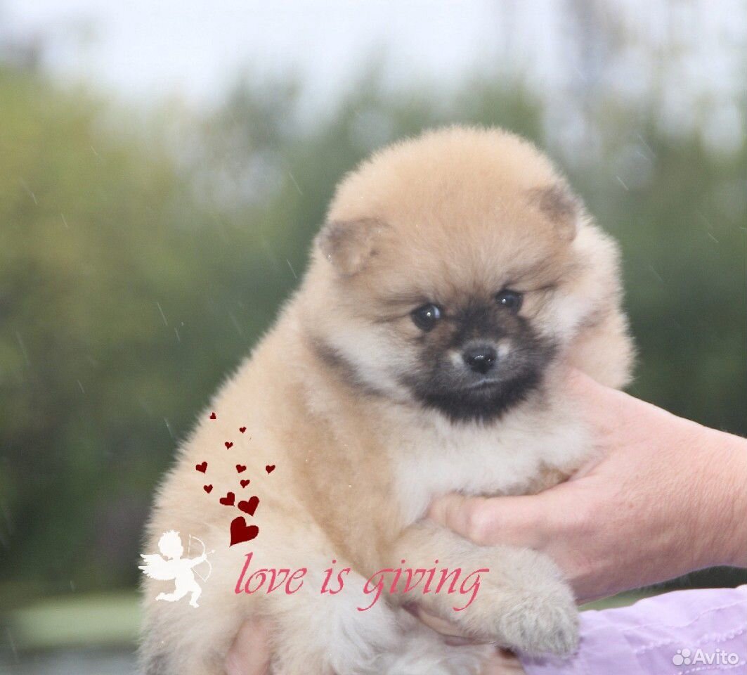 Шпиц мальчик