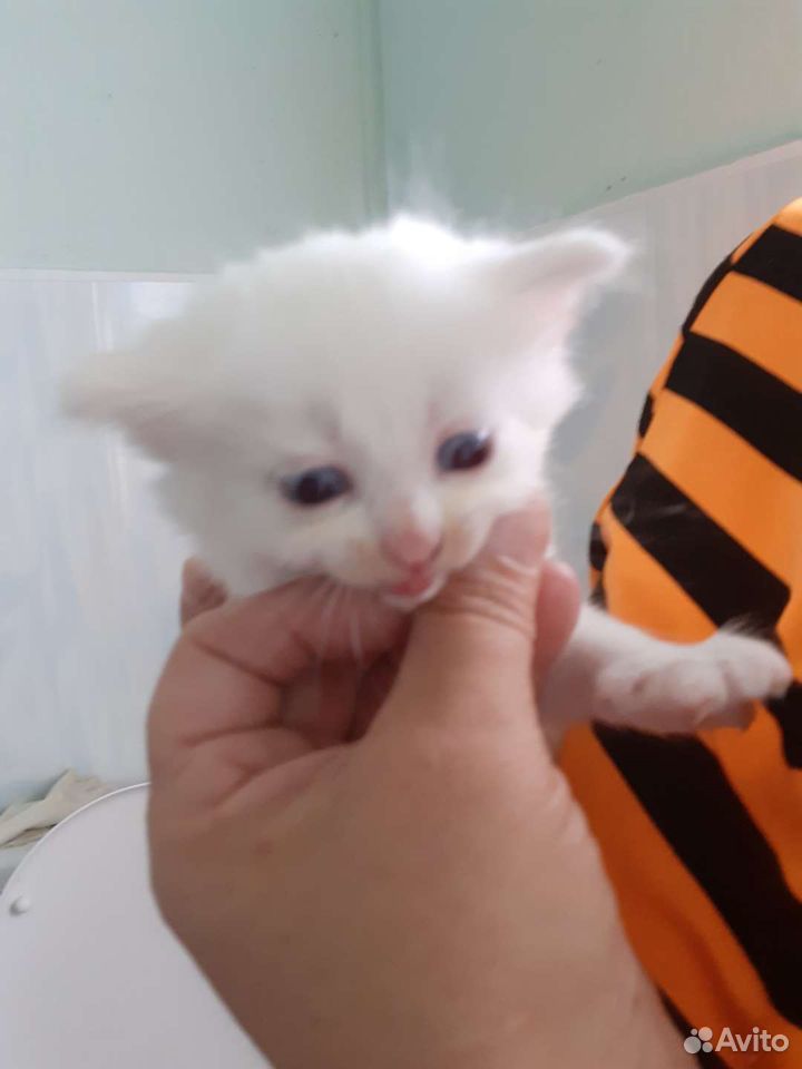 Котята