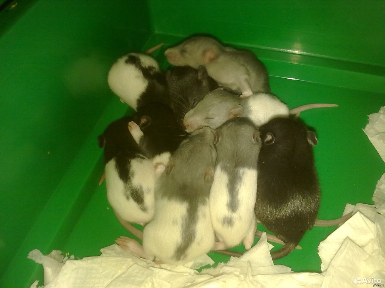 Sрочно Очаровательные Крысята / Новосибирск