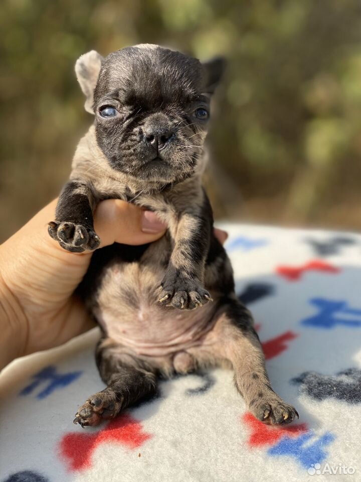 Француженка мини с редким окрасом