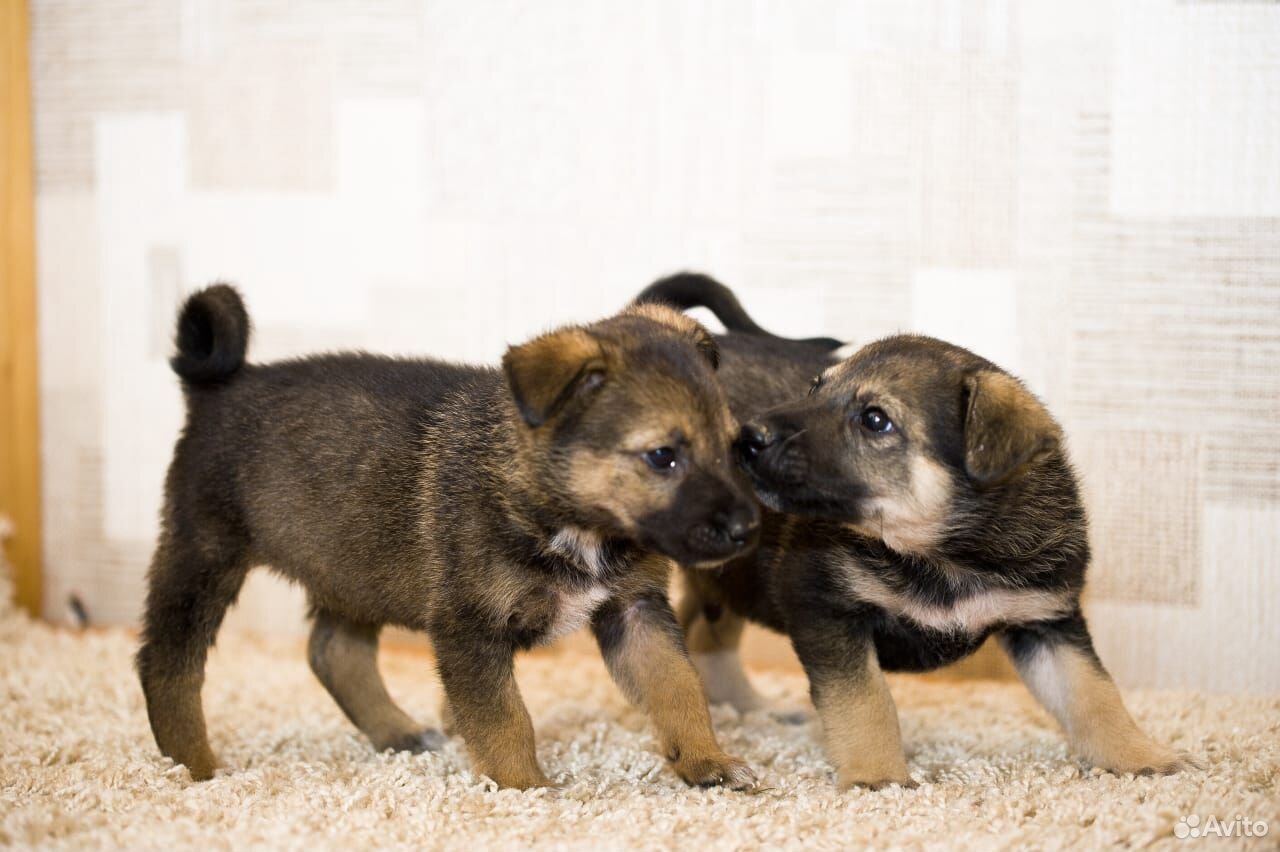 Щенки (девочка и мальчик. 1,5 месяца) в дар, в доб