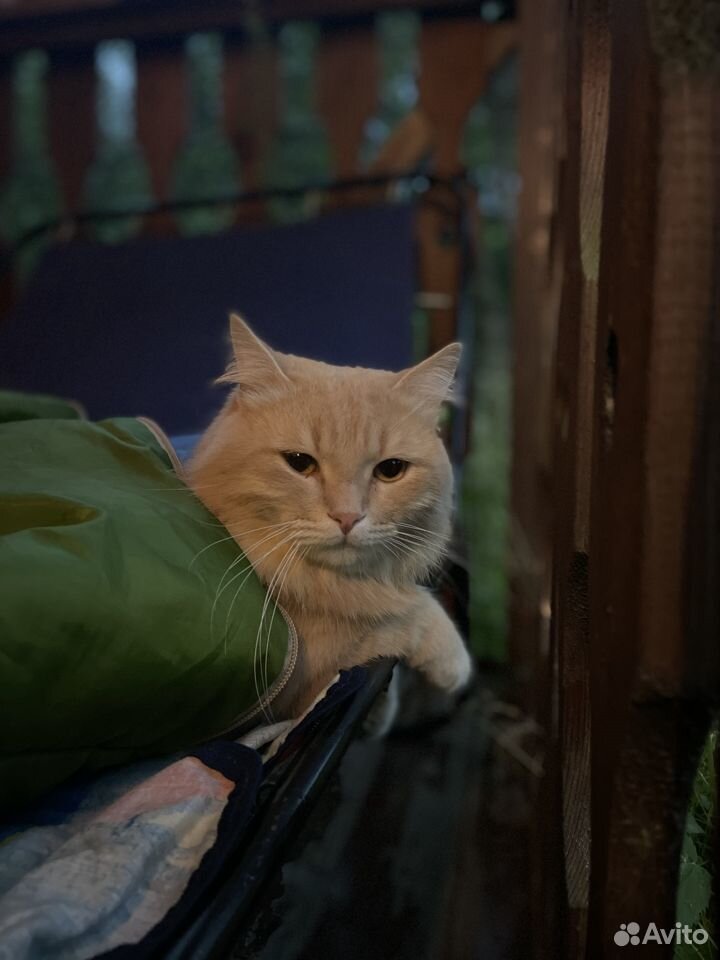 Сибирский котик (Вязка)