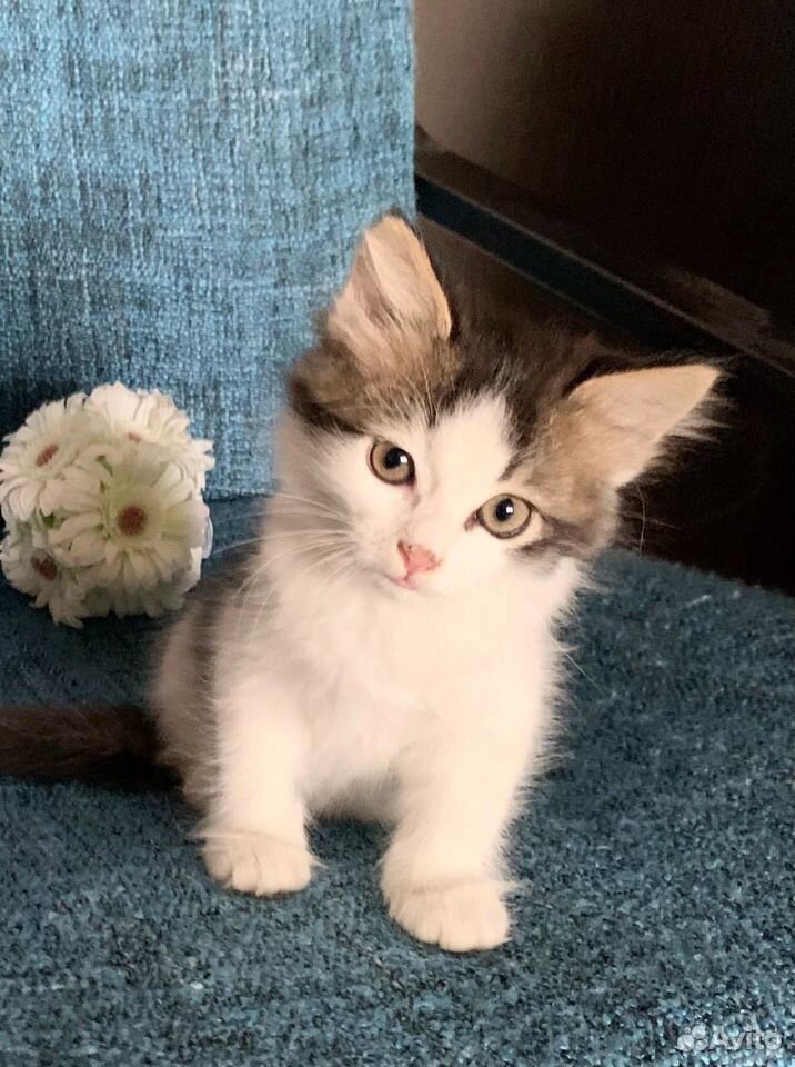 Луша ищет дом