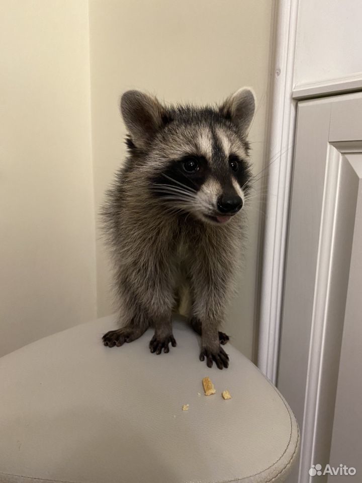 Енот полоскун, девочка 3 месяца