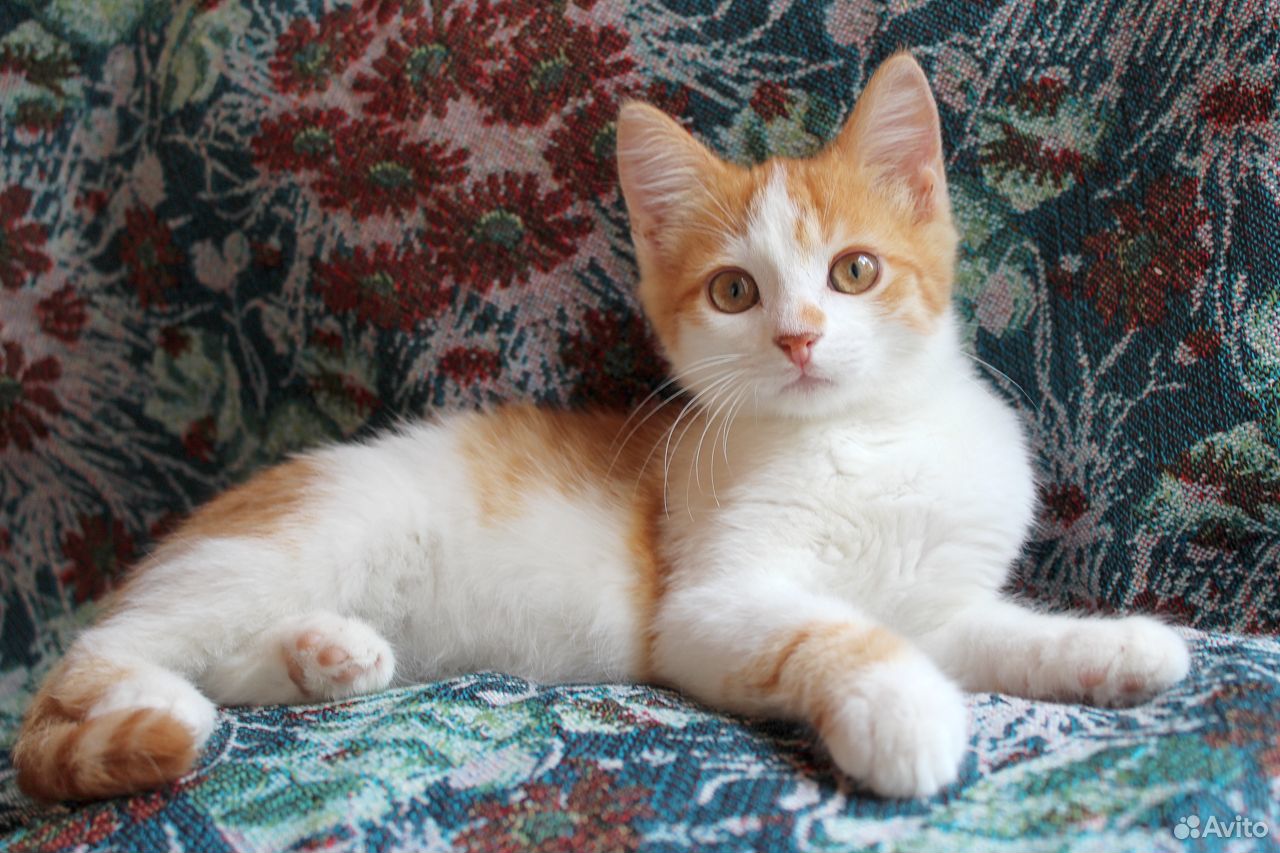 Котенок Цып ищет дом
