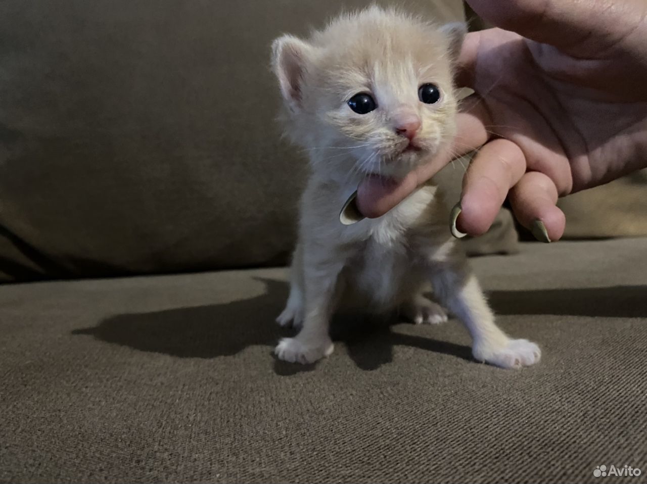Чикибау котята