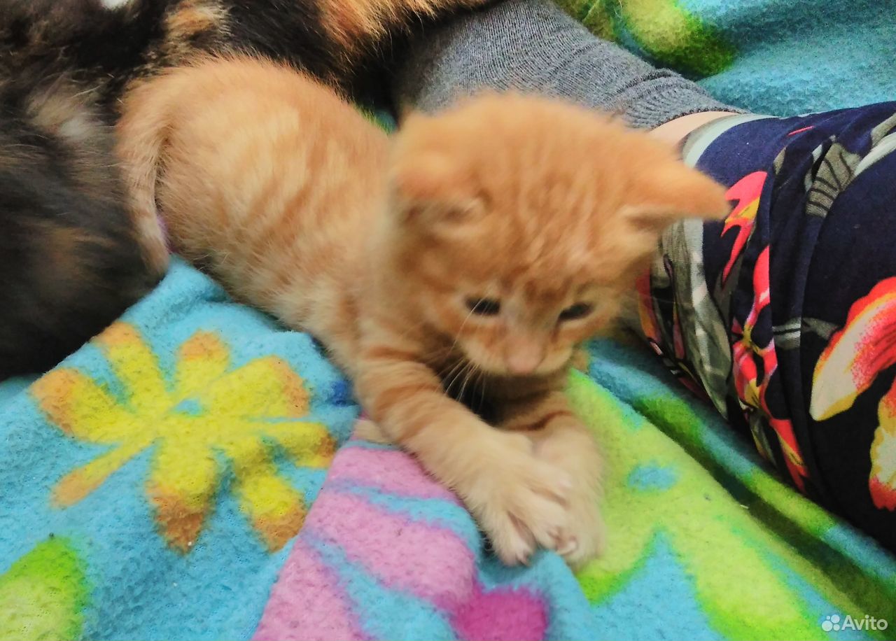 Рыжий котенок от интеллигентной кошки